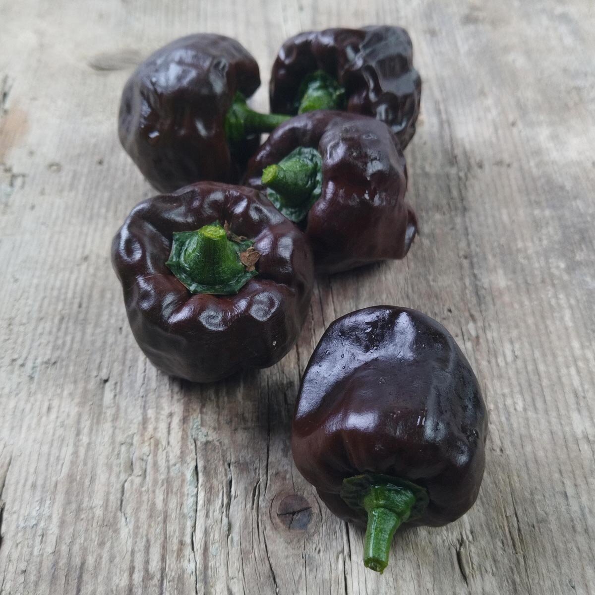 Mexicaanse chili 'Chilhuacle Negro' (Capsicum annuum) zaden