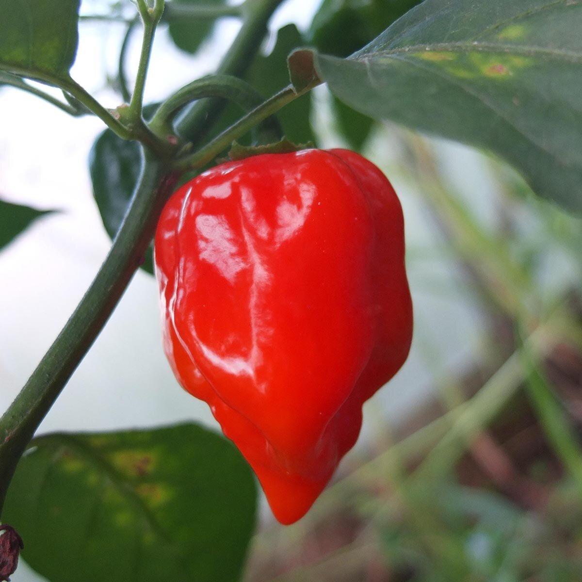 Extreem scherpe Habanero Chili 'Red Savina' (Capsicum chinense) zaden