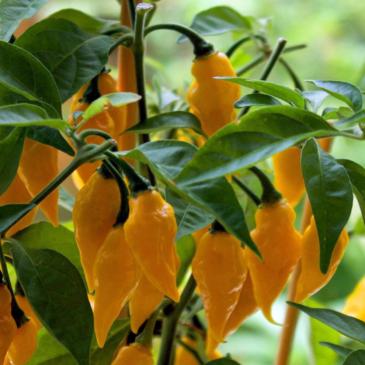 Afrikaanse chili 'Fatalii' (Capsicum chinense) zaden