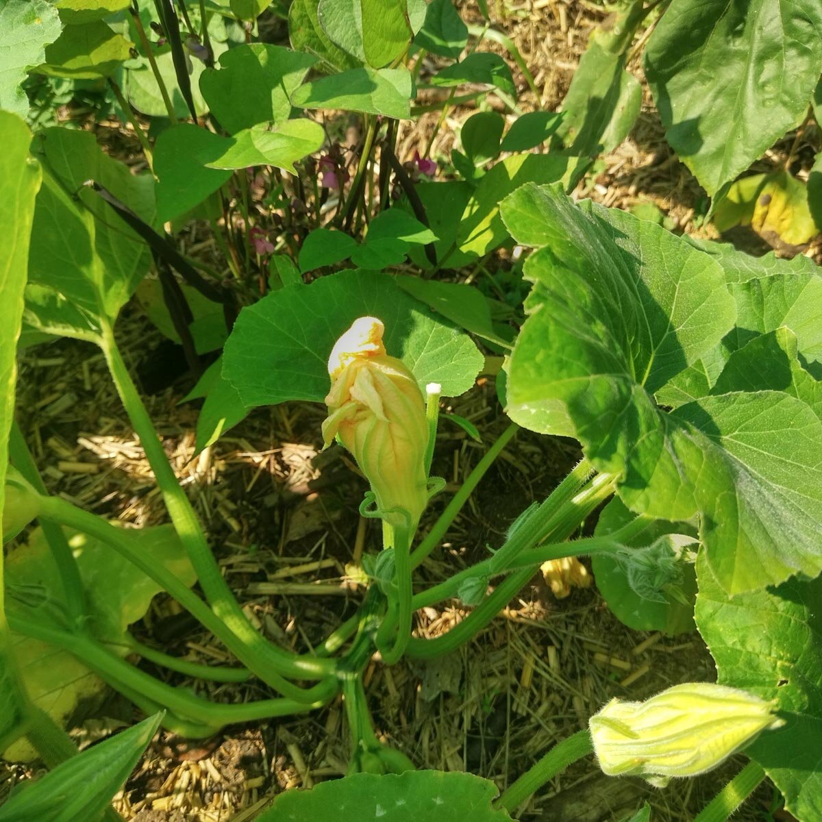 Courgette 'Tromboncino d'Albenga' (Cucurbita moschata) zaden