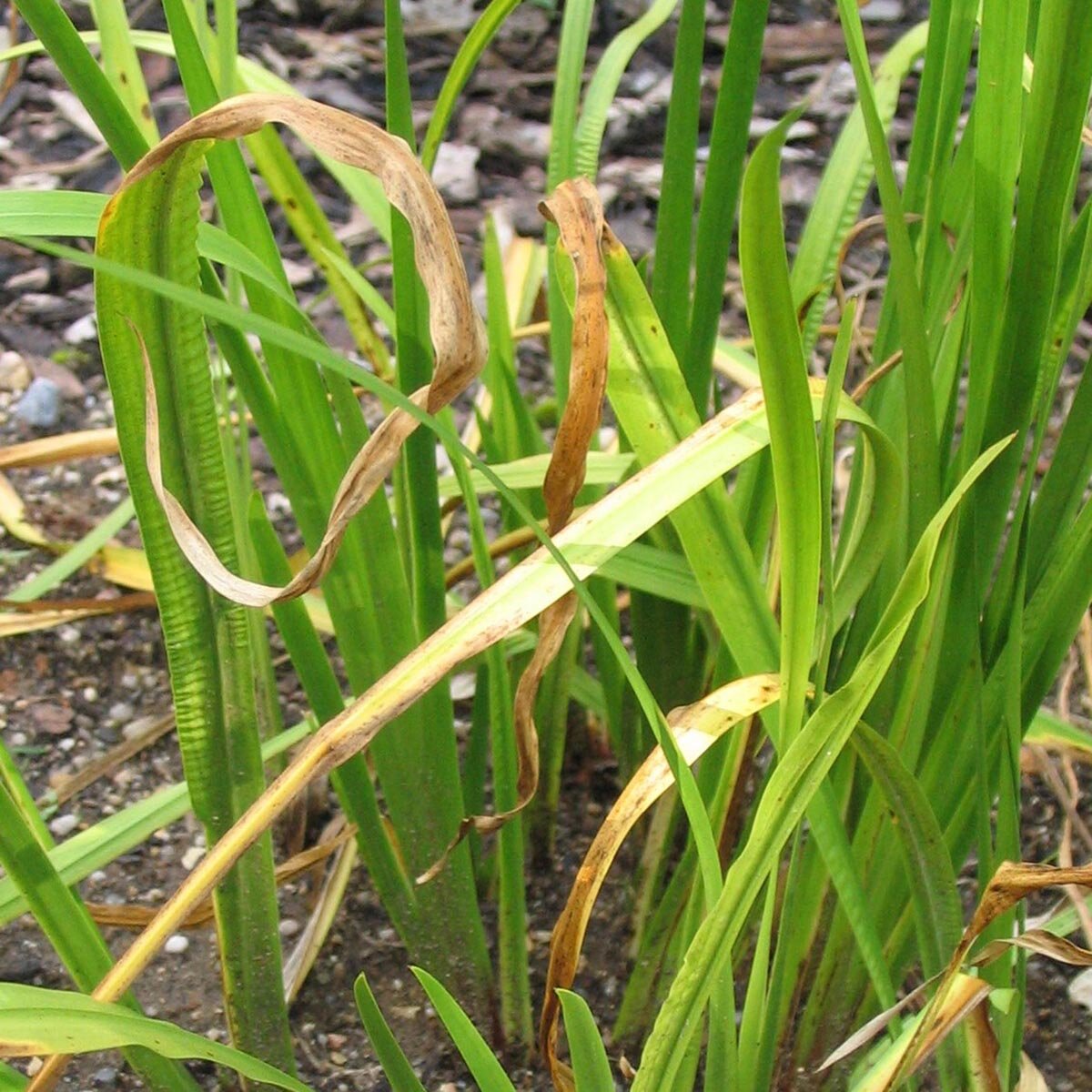 Kalmoes (Acorus calamus) zaden