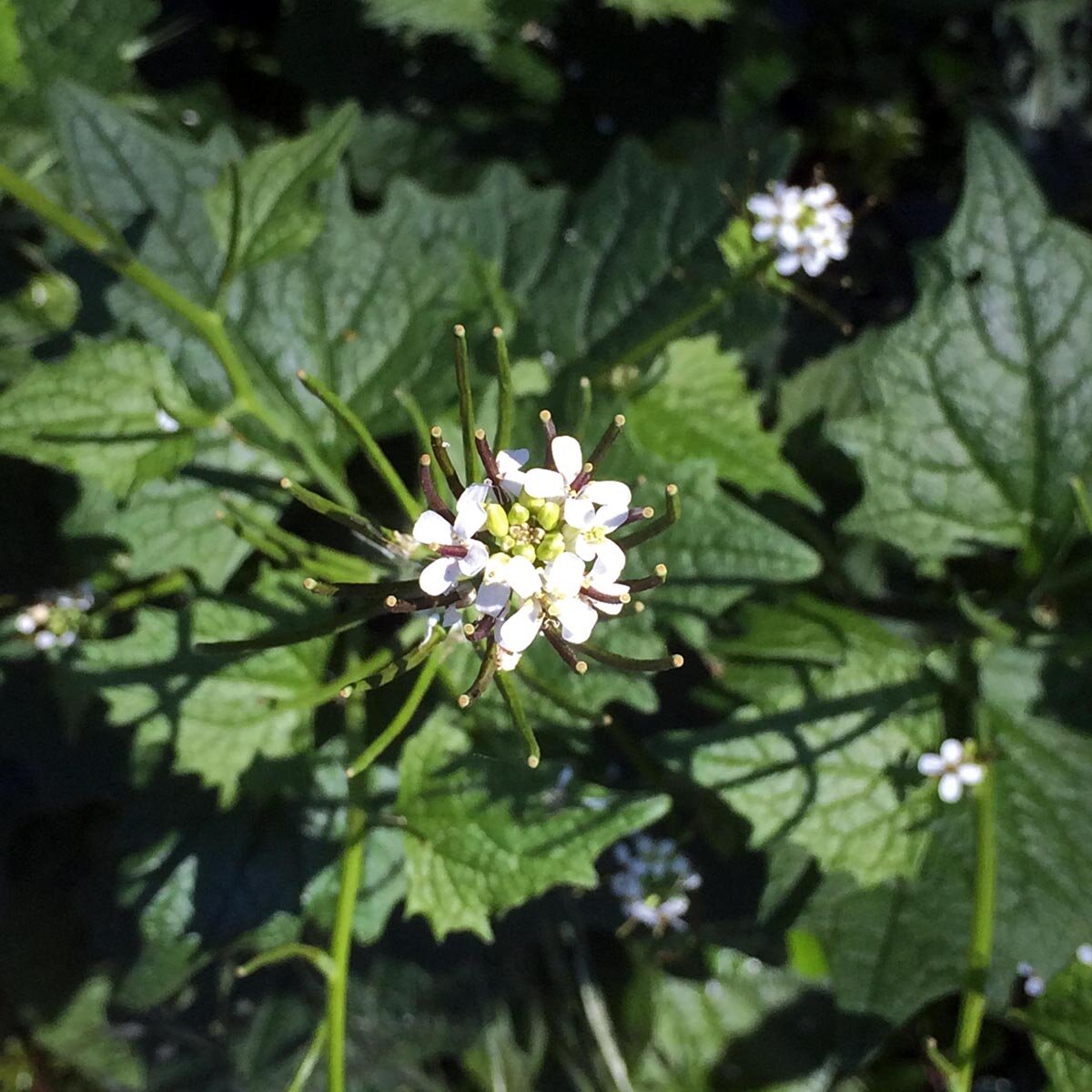 Look-zonder-look (Alliaria petiolata) - ca. 200 zaden