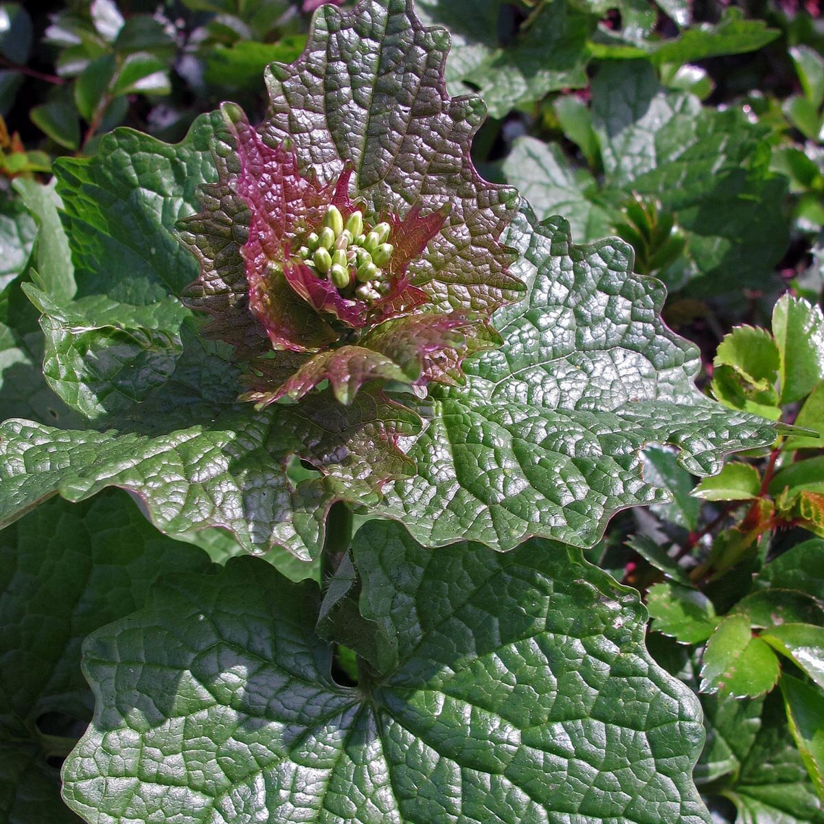 Look-zonder-look (Alliaria petiolata) - ca. 200 zaden