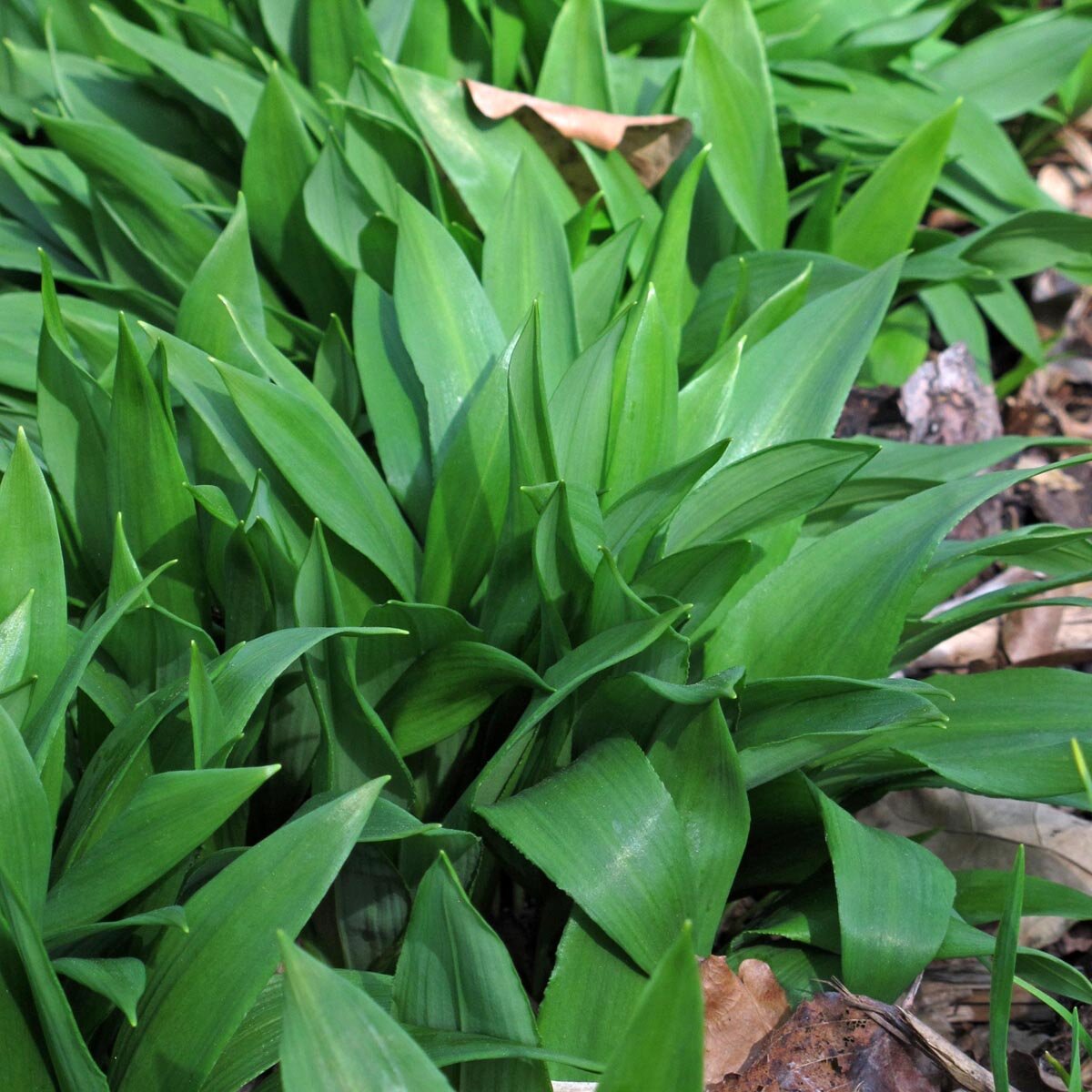 Daslook / wilde look (Allium ursinum) - ca. 100 zaden
