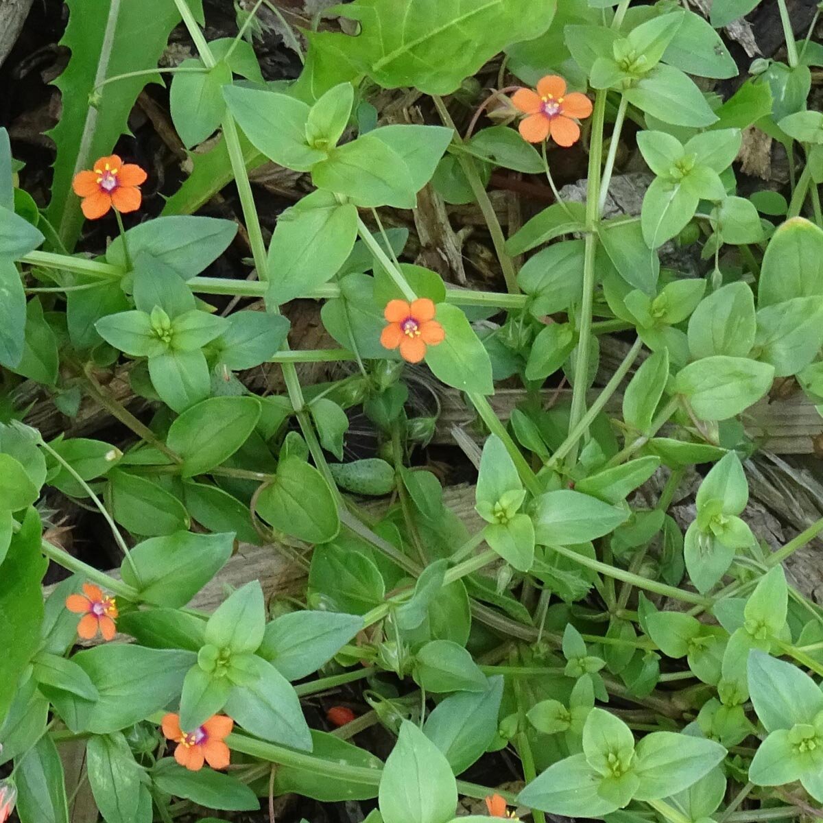 Rood guichelheil (Anagallis arvensis) - ca. 500 zaden
