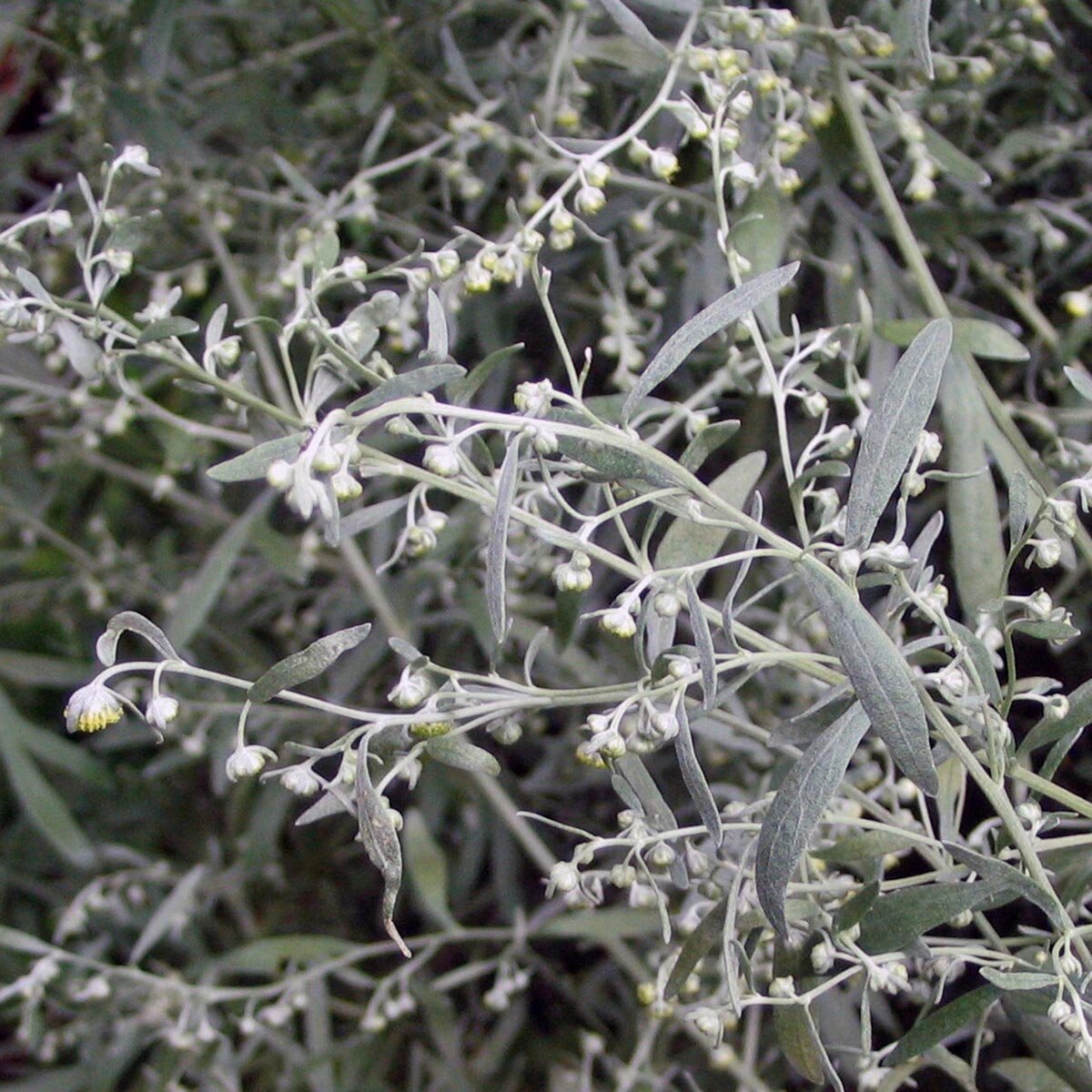 Alsem (Artemisia absinthium) - ca. 4000 zaden