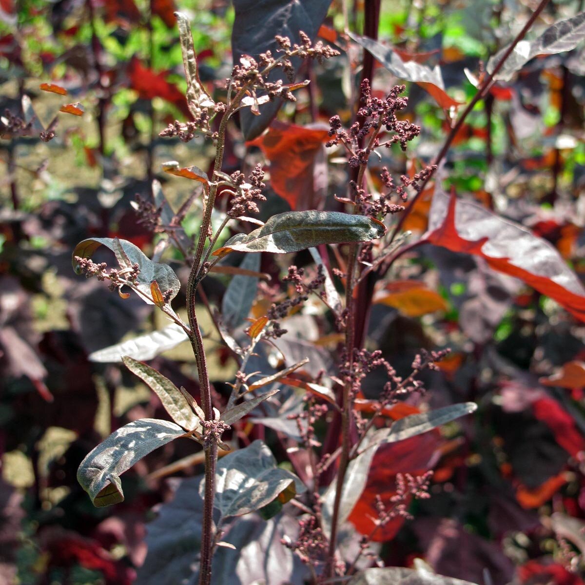 Rode tuinmelde (Atriplex hortensis) - ca. 200 Samen