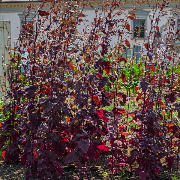 Rode tuinmelde (Atriplex hortensis) - ca. 200 Samen