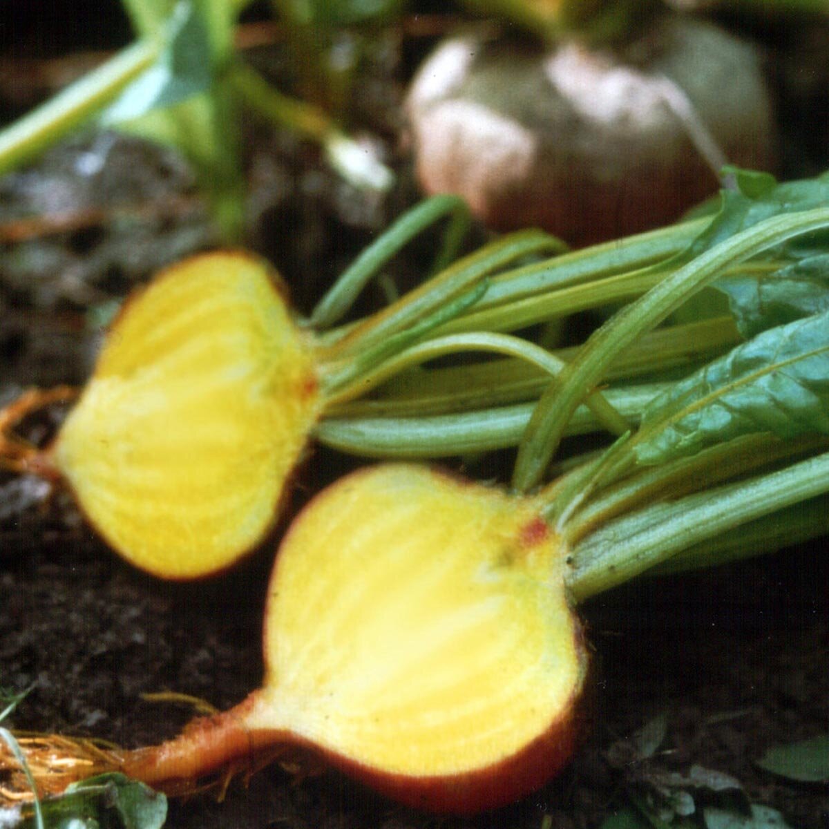 Gele bieten 'Golden' (Beta vulgaris) zaden