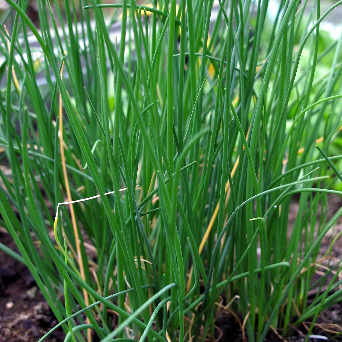 Bieslook 'Gonzales' (Allium schoenoprasum) bio zaad