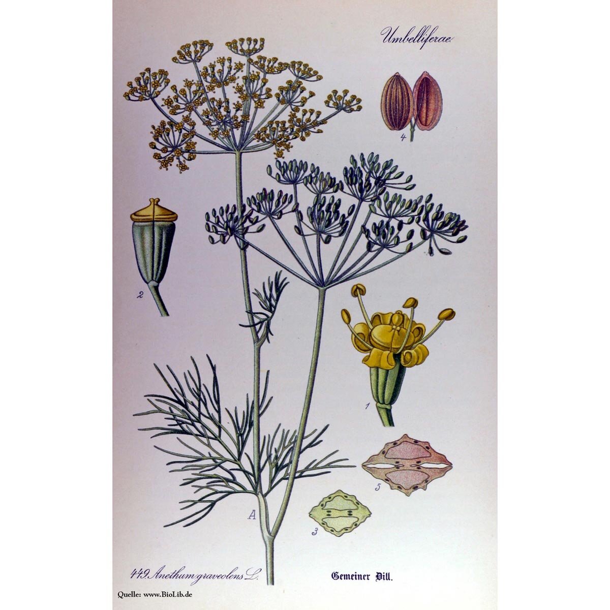 Dille (Anethum graveolens) bio zaad