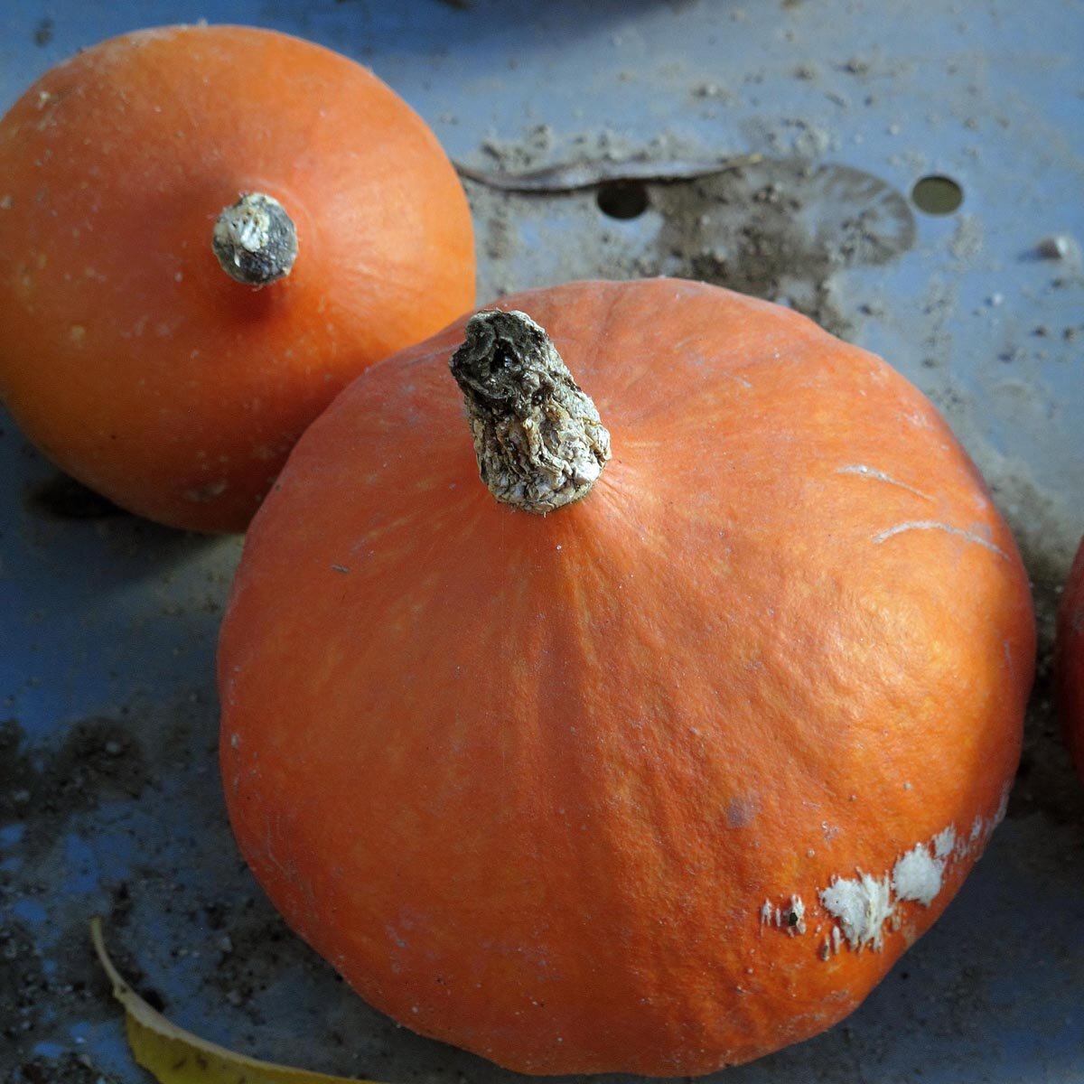 Hokkaido-pompoen 'Red Kuri' (Cucurbita maxima) bio zaad
