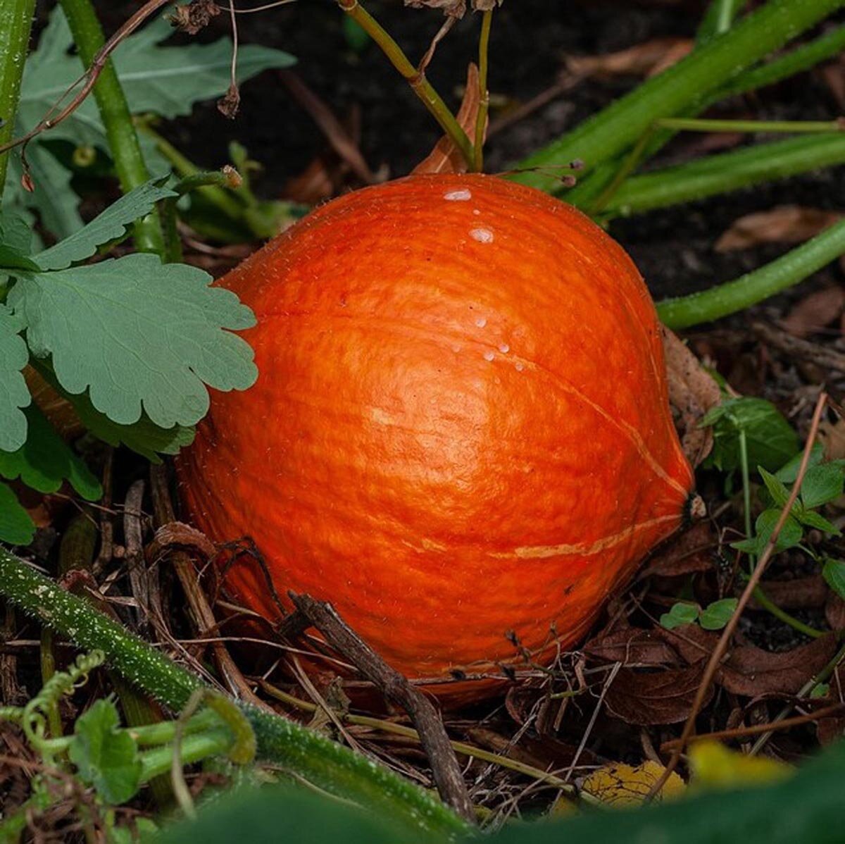 Hokkaido-pompoen 'Red Kuri' (Cucurbita maxima) bio zaad