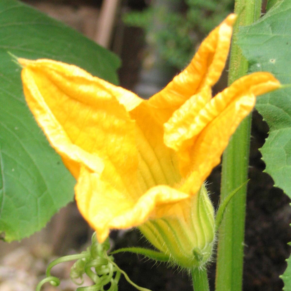 Hokkaido-pompoen 'Red Kuri' (Cucurbita maxima) bio zaad