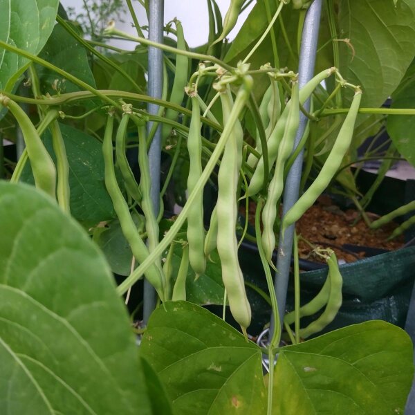 Gewone boon 'Saxa' (Phaseolus vulgaris) bio - ca. 30 zaden