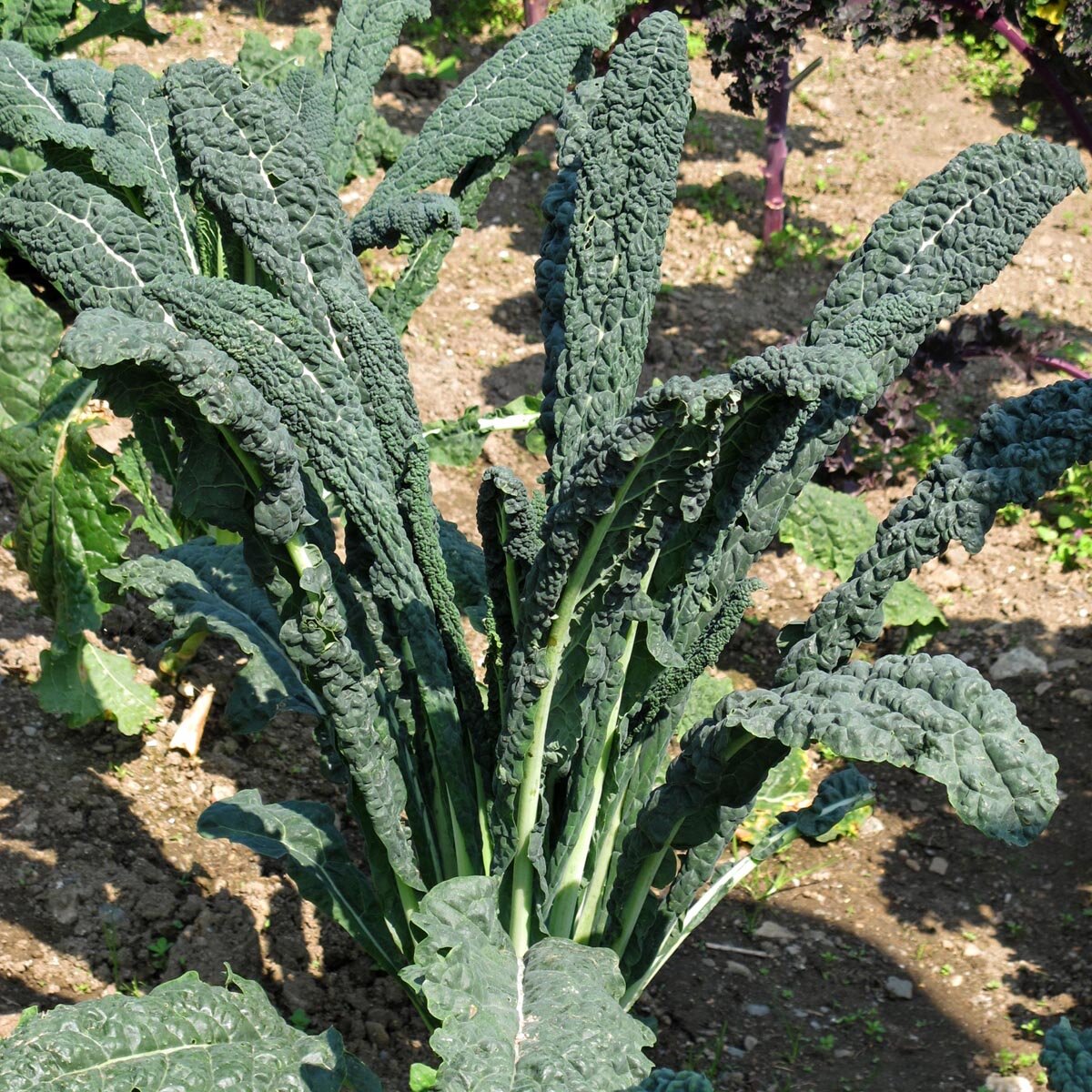 Toscaanse palmkool 'Cavolo Nero' (Brassica oleracea var. palmifolia) 400 zaden Italiaanse kool ...