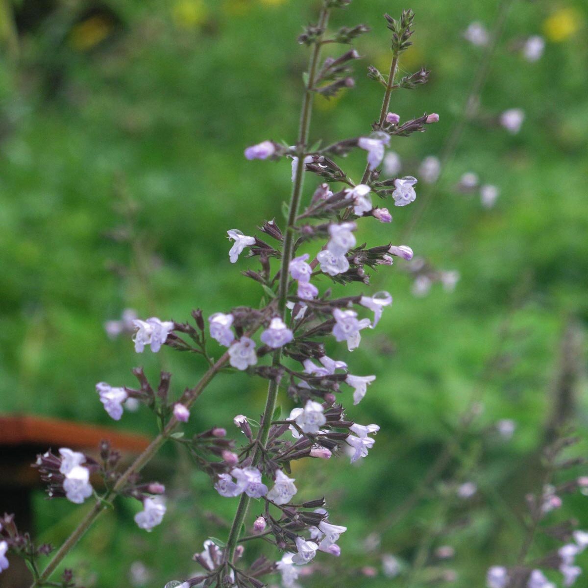 Echte bergmunt (Calamintha nepeta) - ca. 300 zaden wilde bloem ...