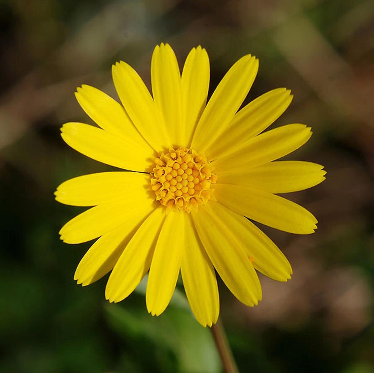 Akkergoudsbloem (Calendula arvensis) - ca. 50 zaden