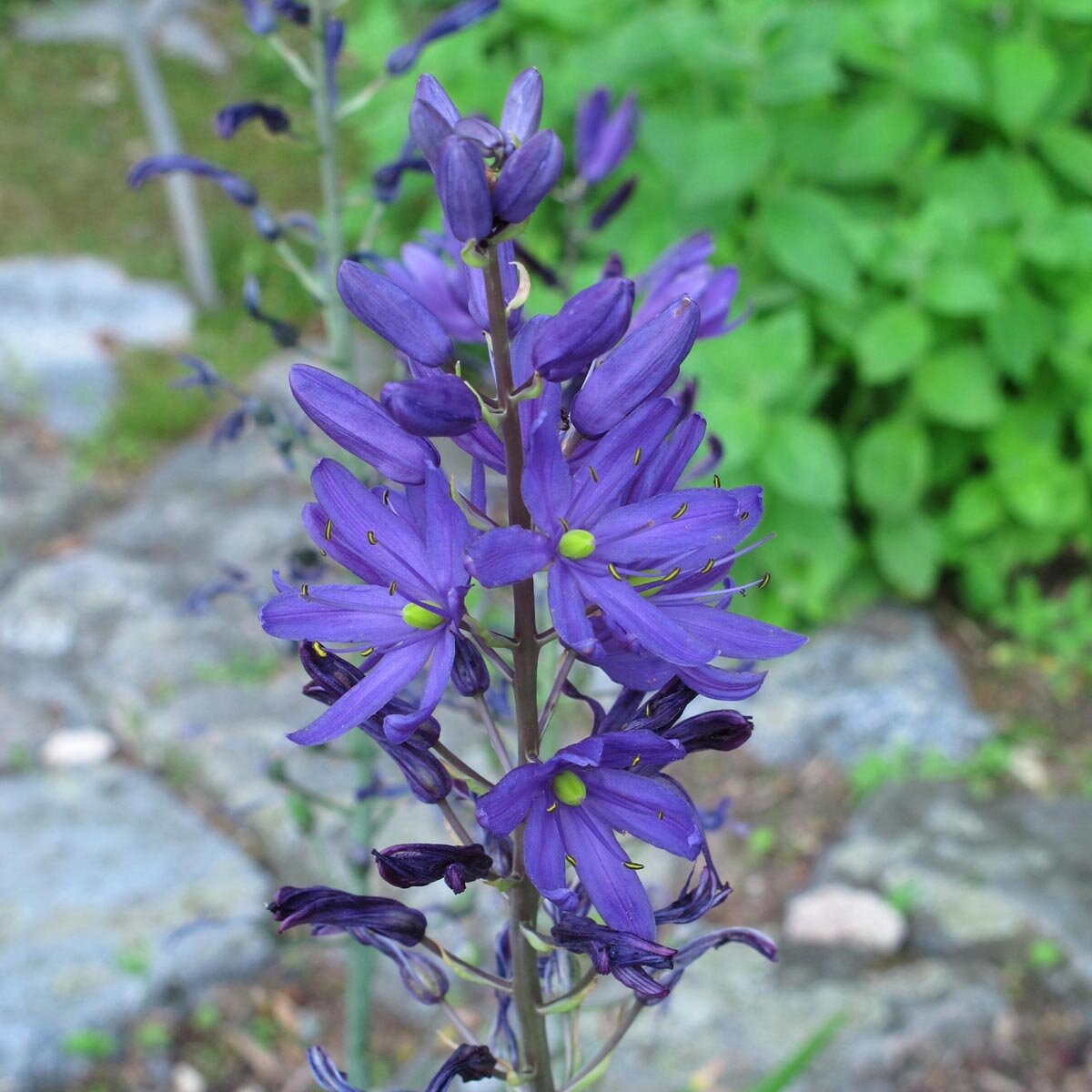 Prairielelie/ Camas (Camassia quamash) - ca. 50 zaden