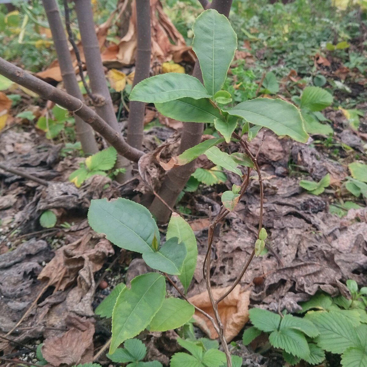 Thee (Camellia sinensis) - ca. 5 zaden