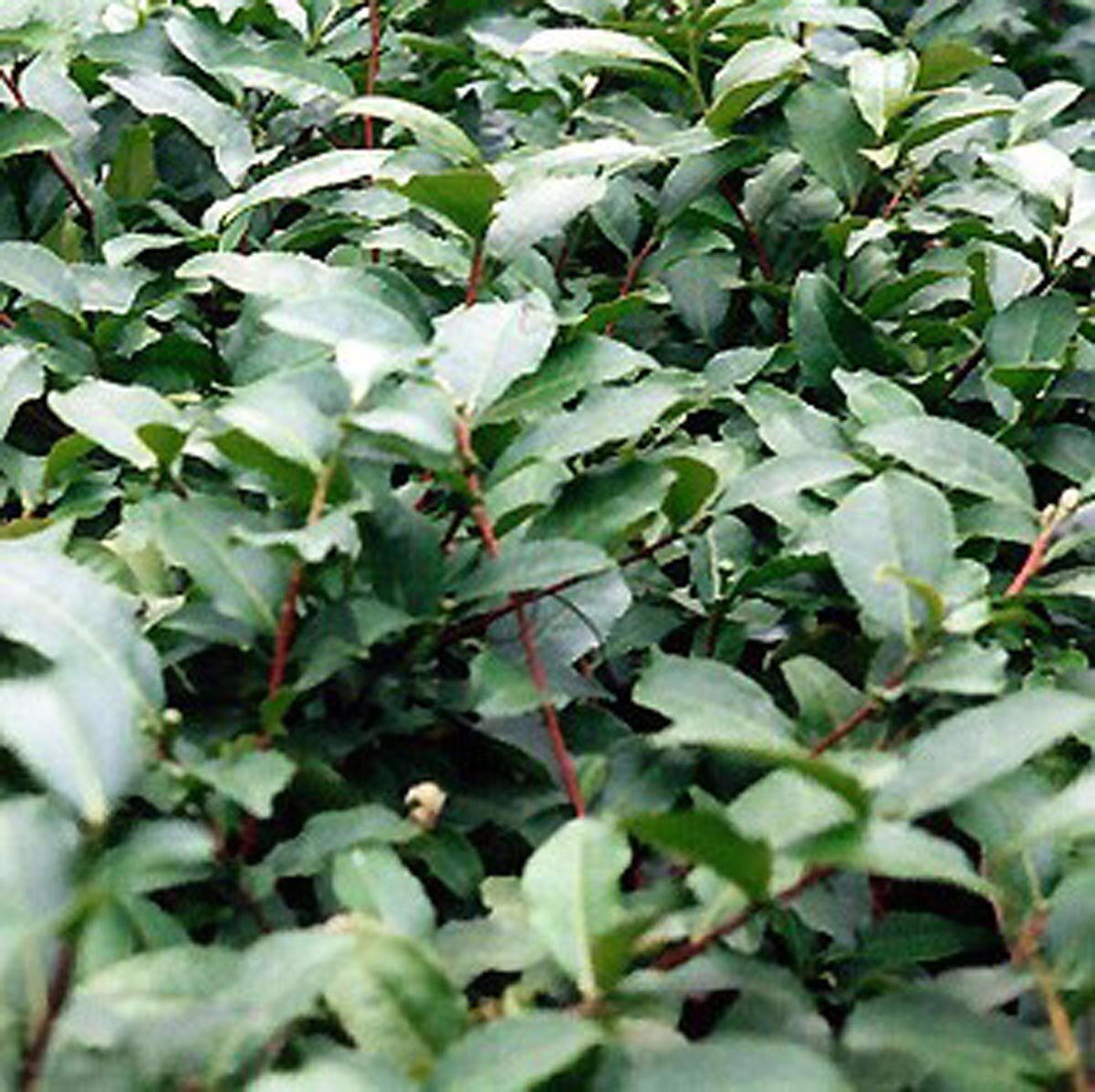 Thee (Camellia sinensis) - ca. 5 zaden