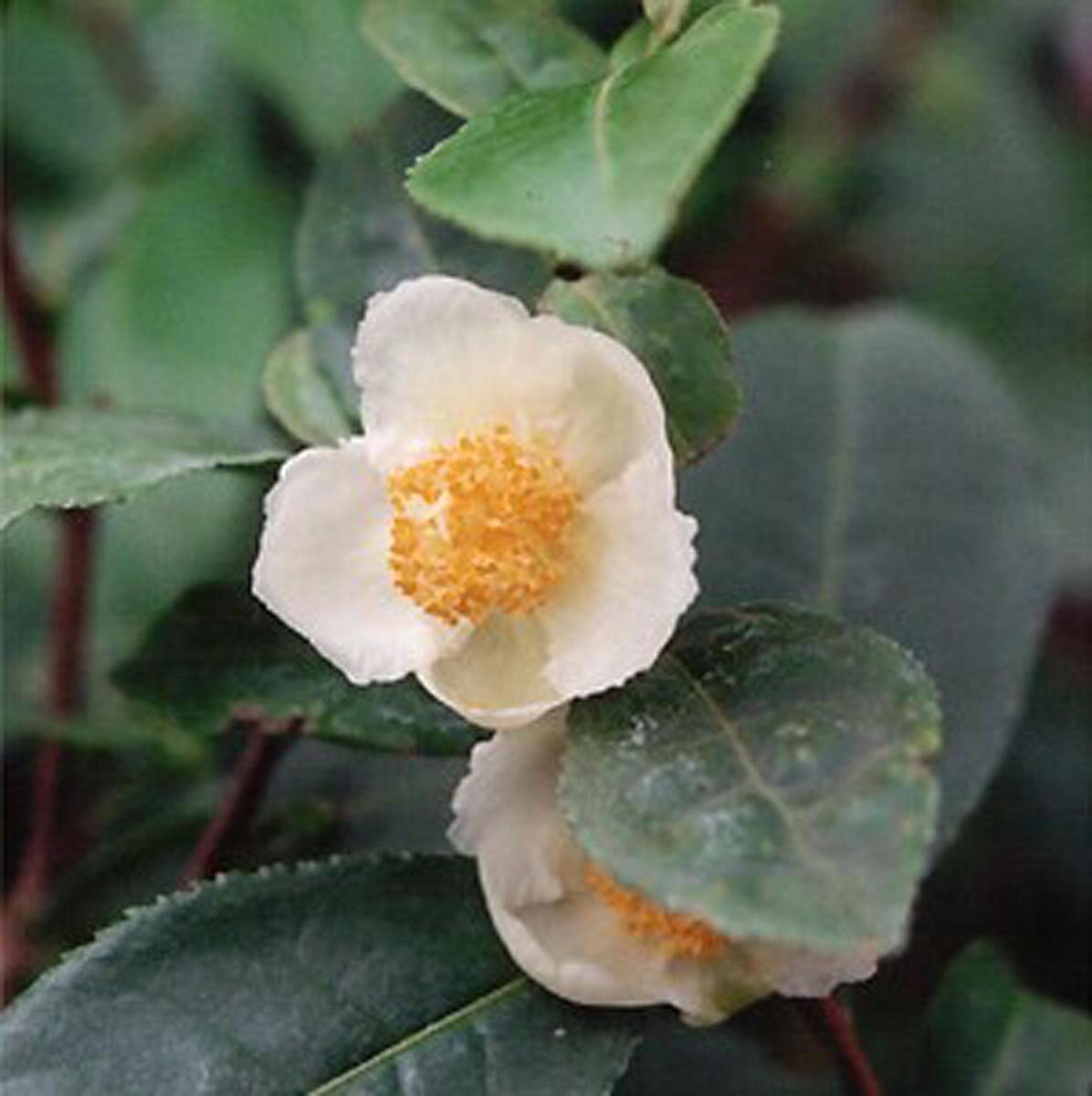 Thee (Camellia sinensis) - ca. 5 zaden
