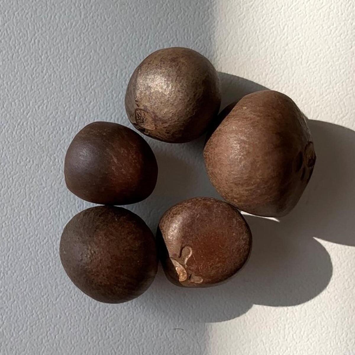 Thee (Camellia sinensis) - ca. 5 zaden