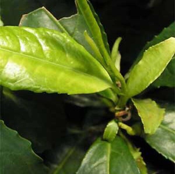 Thee (Camellia sinensis) - ca. 5 zaden