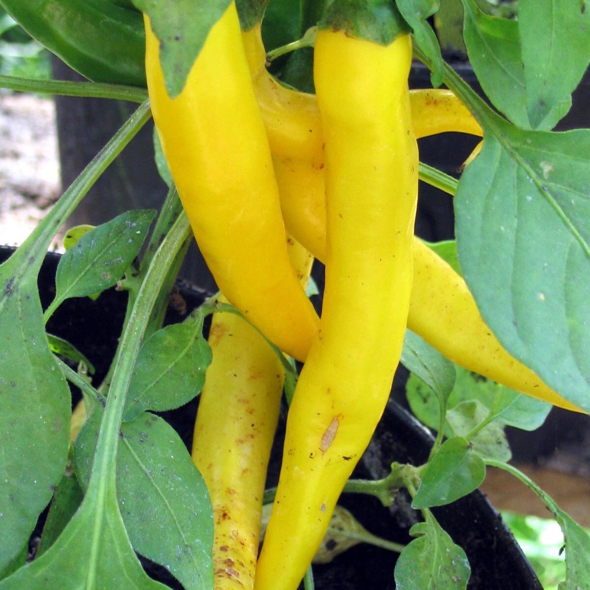 Ají limón Chili 'Lemon Drop' (Capsicum baccatum) - ca. 10 zaden