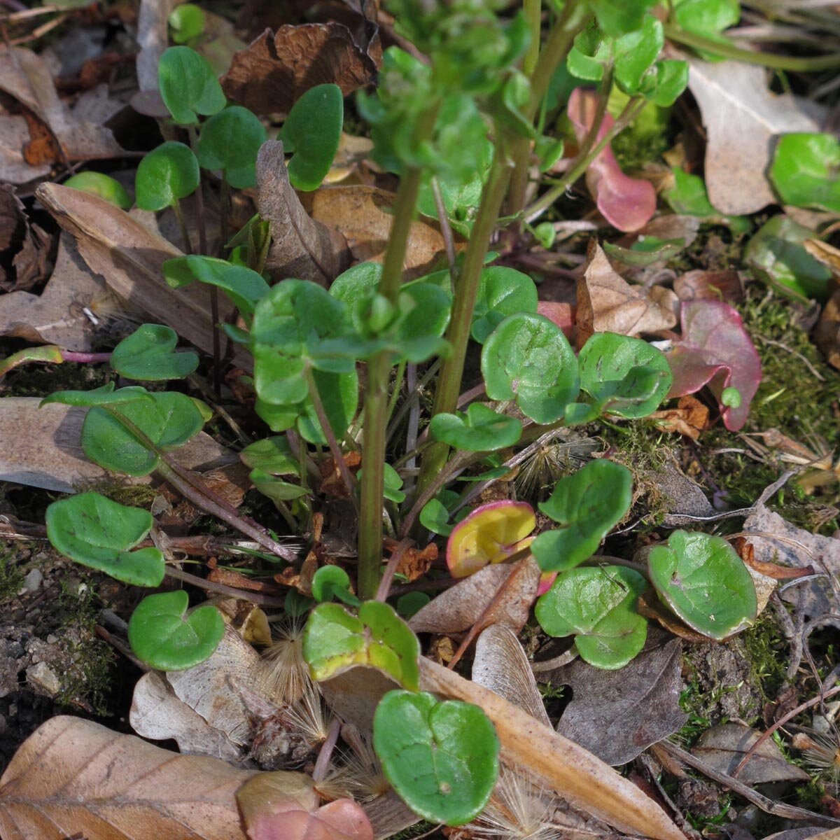 Echt lepelblad (Cochlearia officinalis) zaden