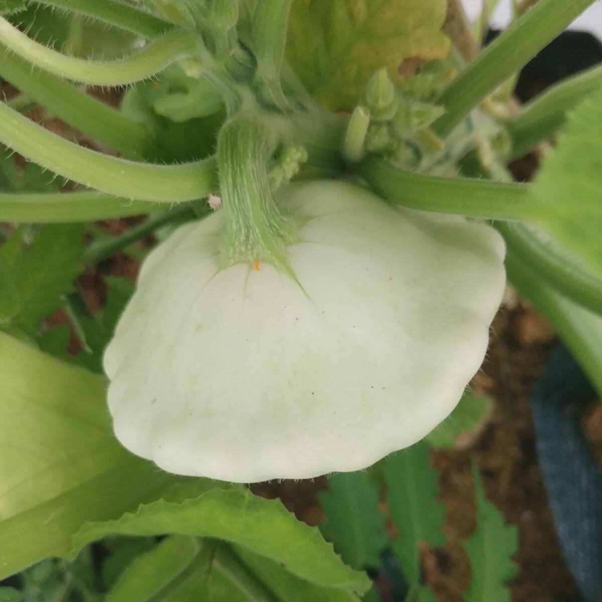 Witte Patisson / witte pompoen 'Custard White' (Cucurbita pepo) zaden