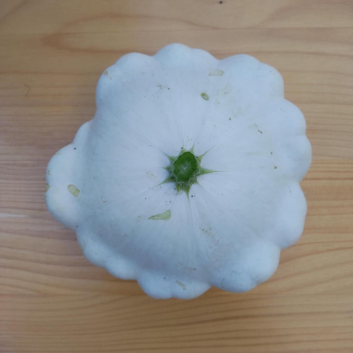 Witte Patisson / witte pompoen 'Custard White' (Cucurbita pepo) zaden