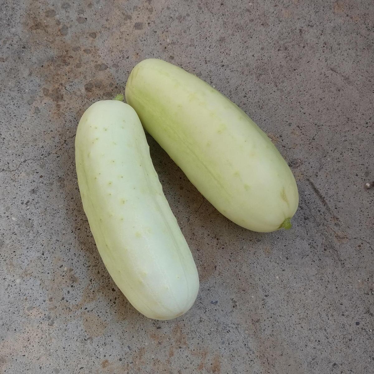 Witte komkommer 'White Wonder' (Cucumis sativus) zaden