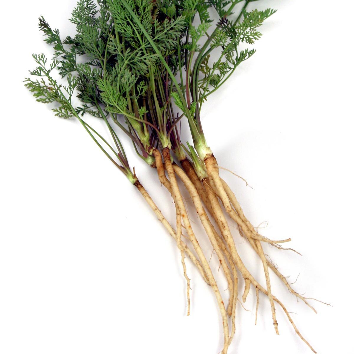 Daucus Carota Carota