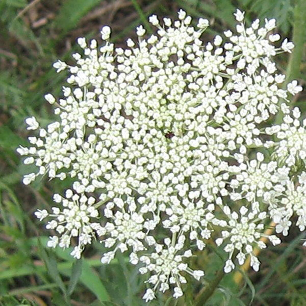 Wilde wortel (Daucus carota ssp. carota) 1000 zaden, goede bijenplant