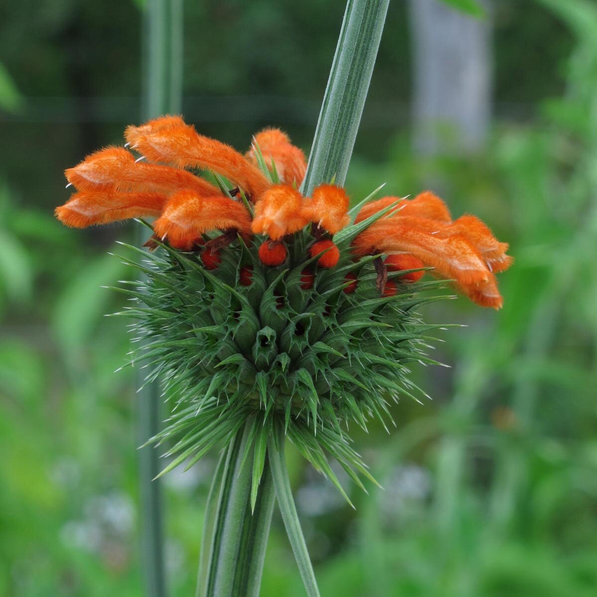 Afrikaanse leeuwenoor (Leonotis leonurus) - ca. 20 zaden