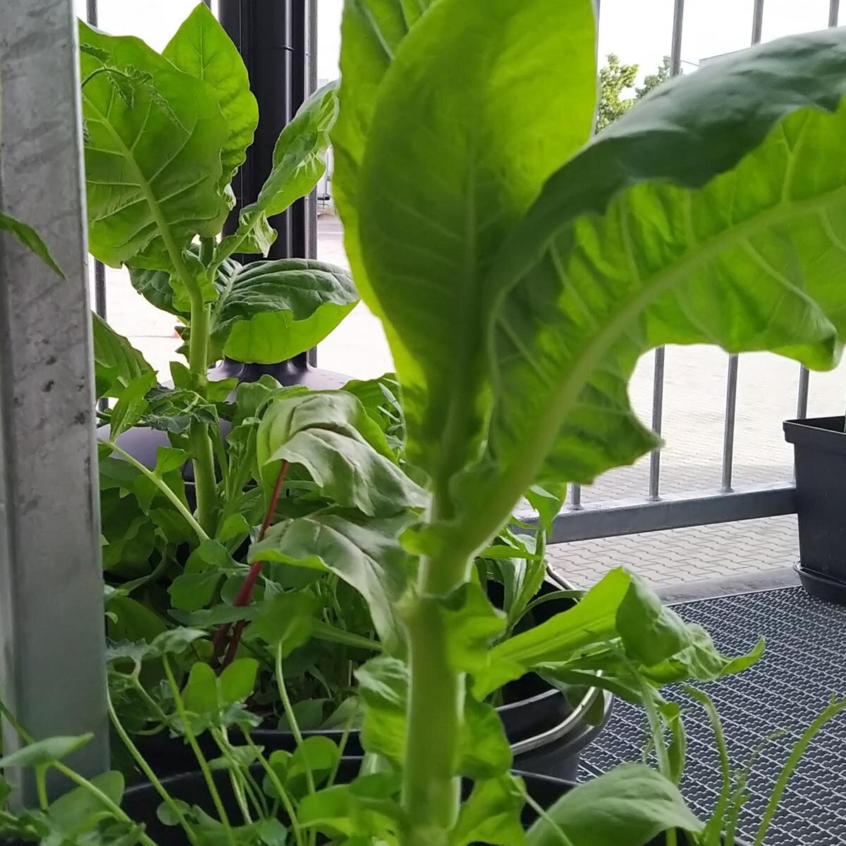 Virginia tabak 'Virginia Gold' (Nicotiana tabacum) zaden