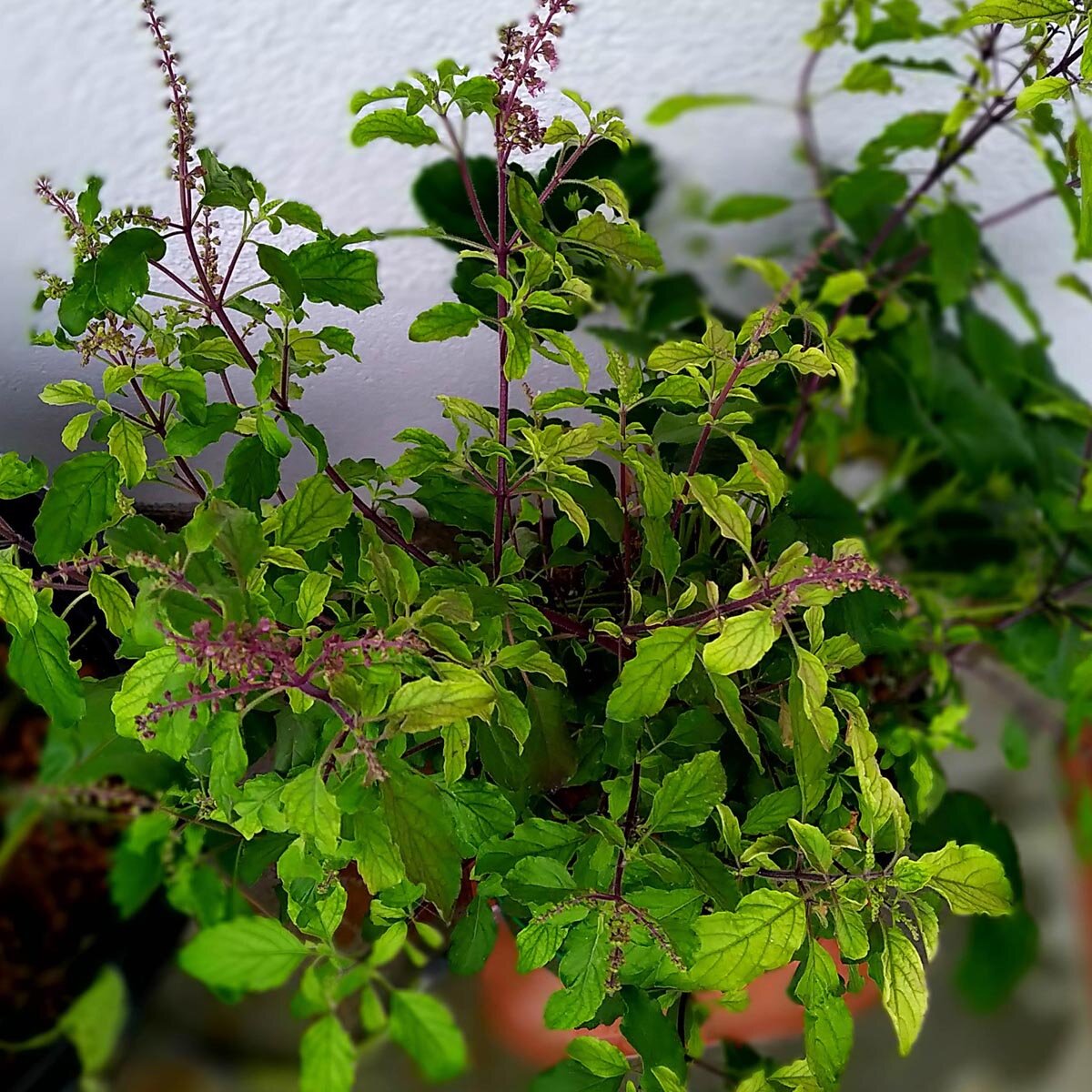 Heilige basilicum / Tulsi (Ocimum tenuiflorum syn. sanctum )