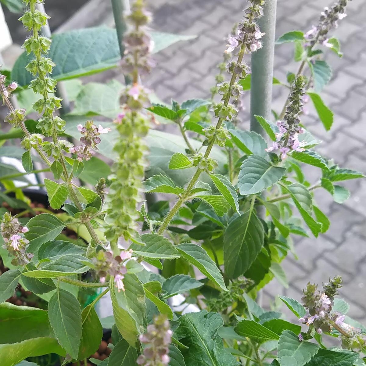 Wilde basilicum / boombasilicum (Ocimum canum) zaden