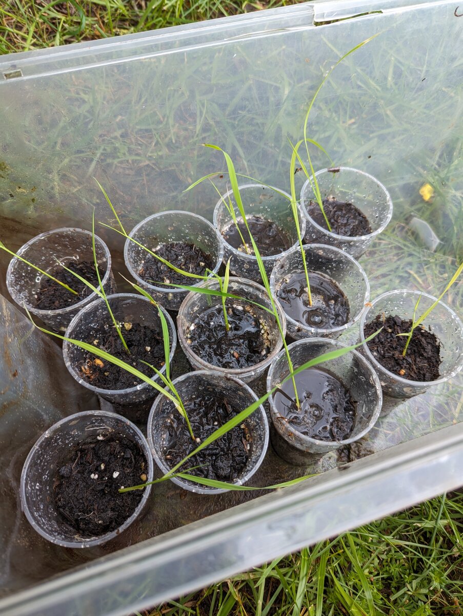 Rijst 'Arborio Bianco' (Oryza sativa) zaden