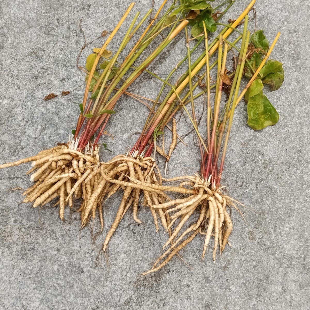 Suikerwortel (Sium sisarum) zaden