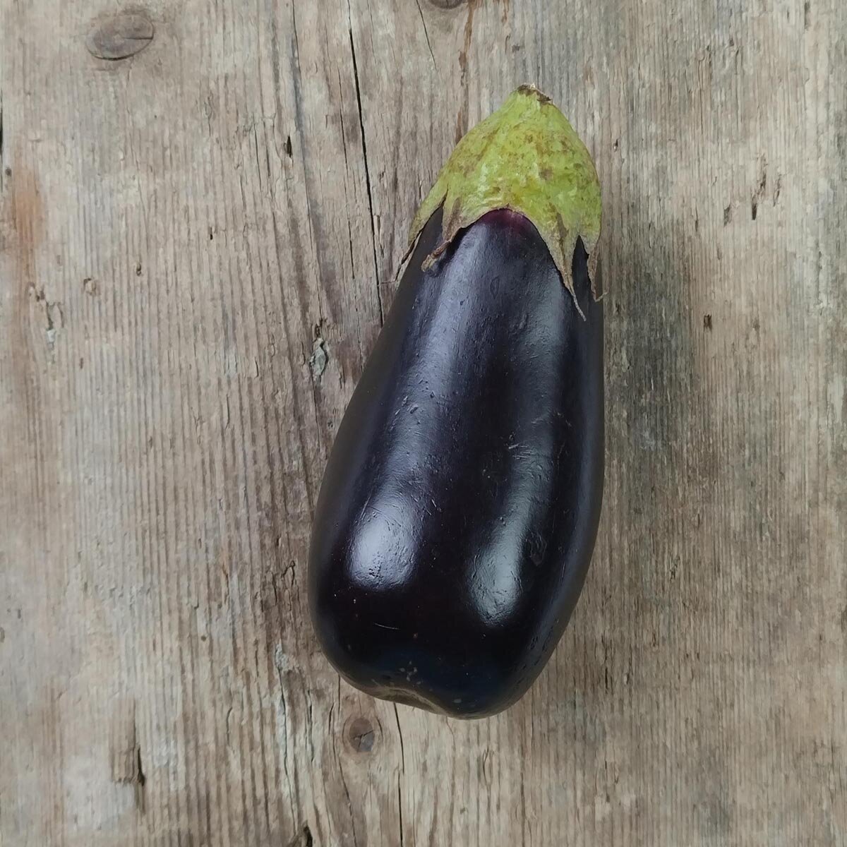 Aubergine 'Lange Violette' (Solanum melongena) zaden