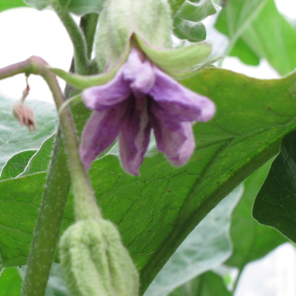 Aubergine 'Lange Violette' (Solanum melongena) zaden