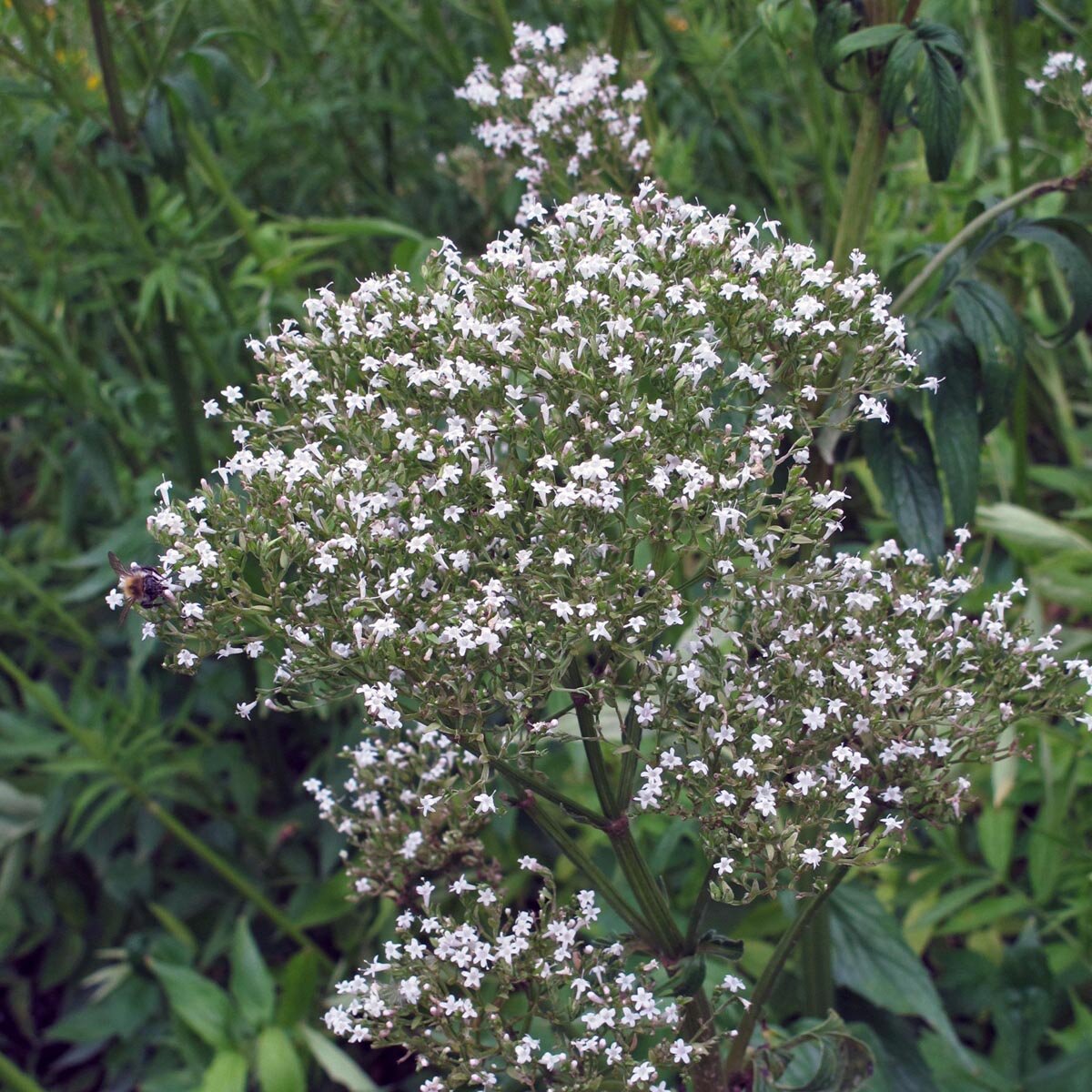 Valeriaan (Valeriana officinalis) zaden