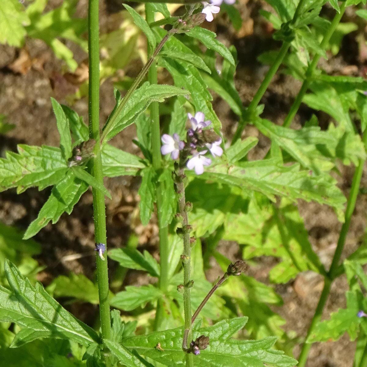 IJzerhard (Verbena officinalis) zaden