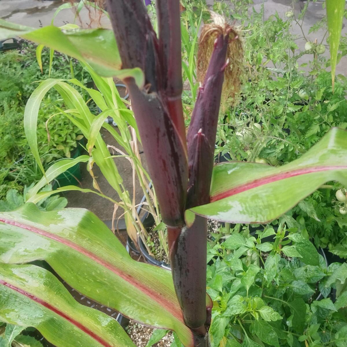 Rode maïs 'Joro' (Zea mays) zaden