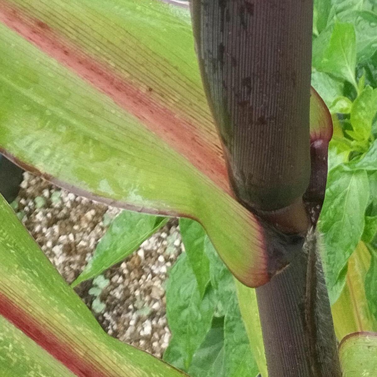 Rode maïs 'Joro' (Zea mays) zaden