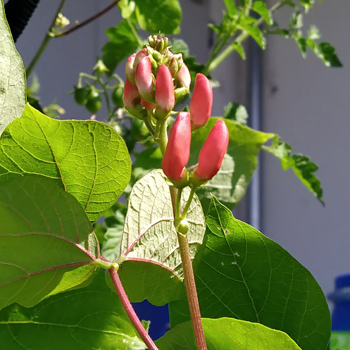 Pronkboon 'Hestia' (Phaseolus coccineus) zaad