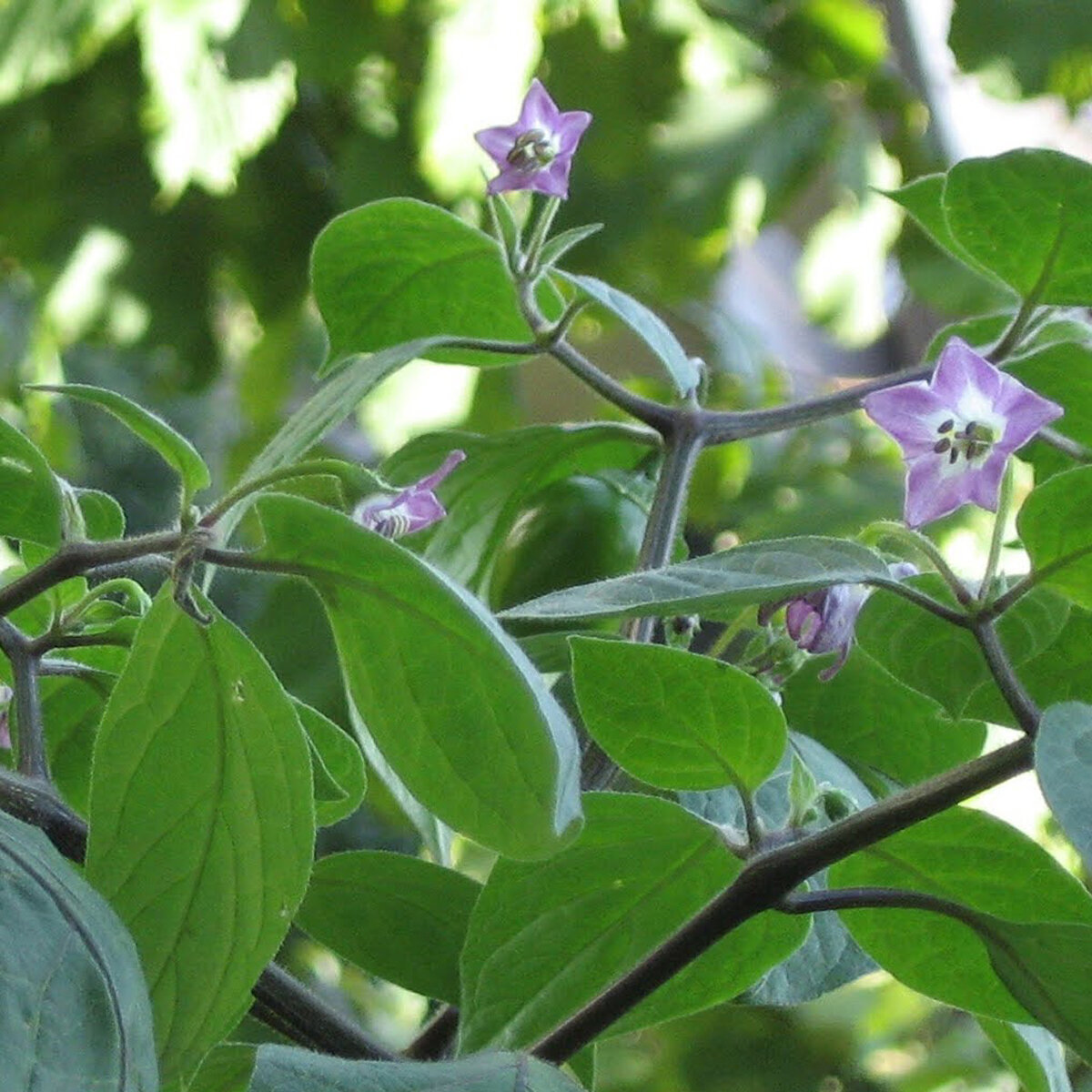 Boomchili 'Rocoto Canario' (Capsicum pubescens) zaden