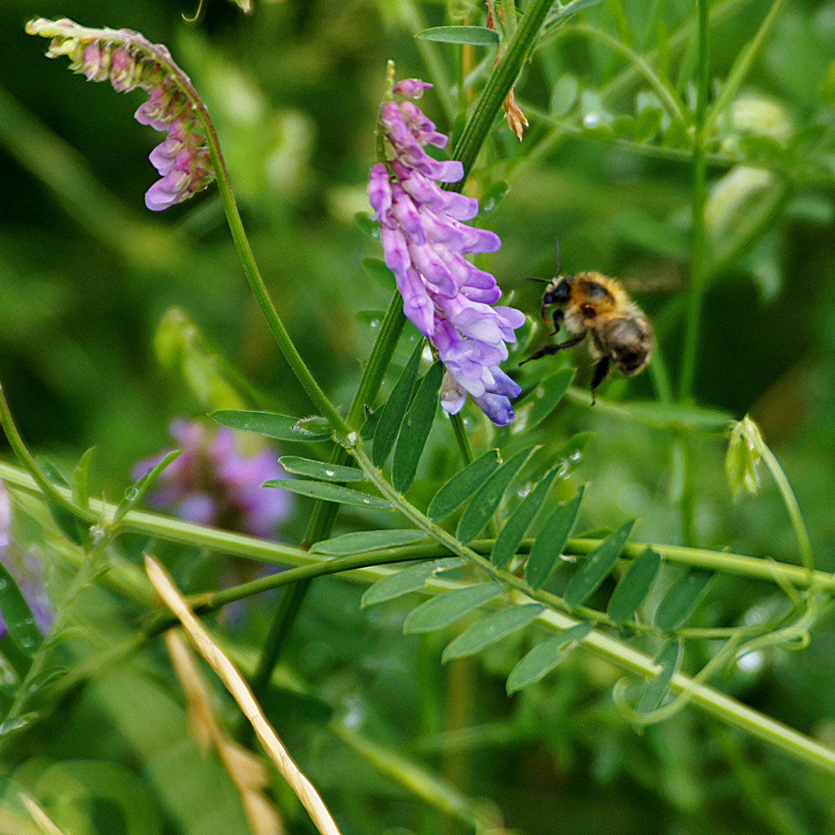 Winterwikke / bonte wikke (Vicia villosa) zaden online kopen